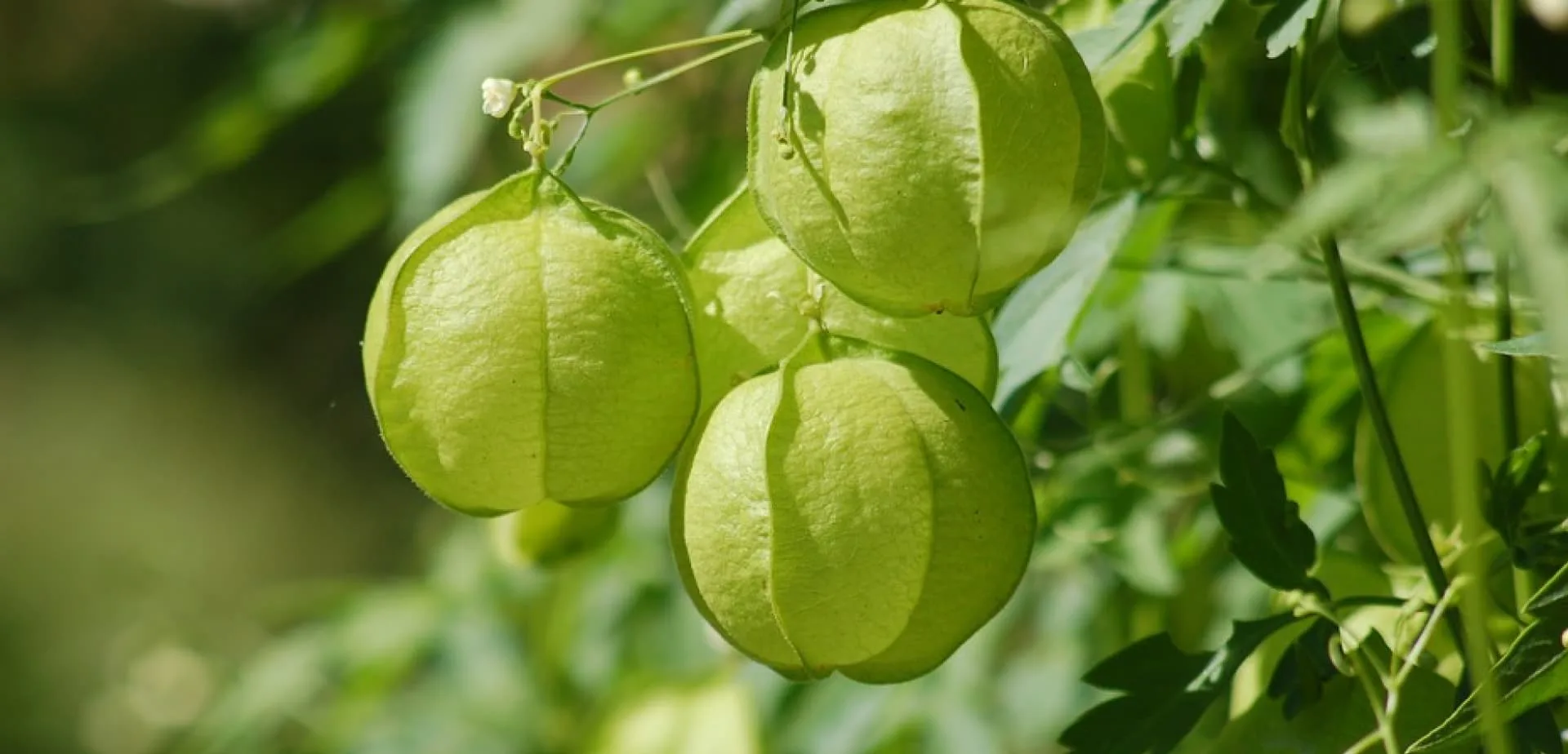 The natural cortisone: Cardiospermum halicacabum - Naturetica